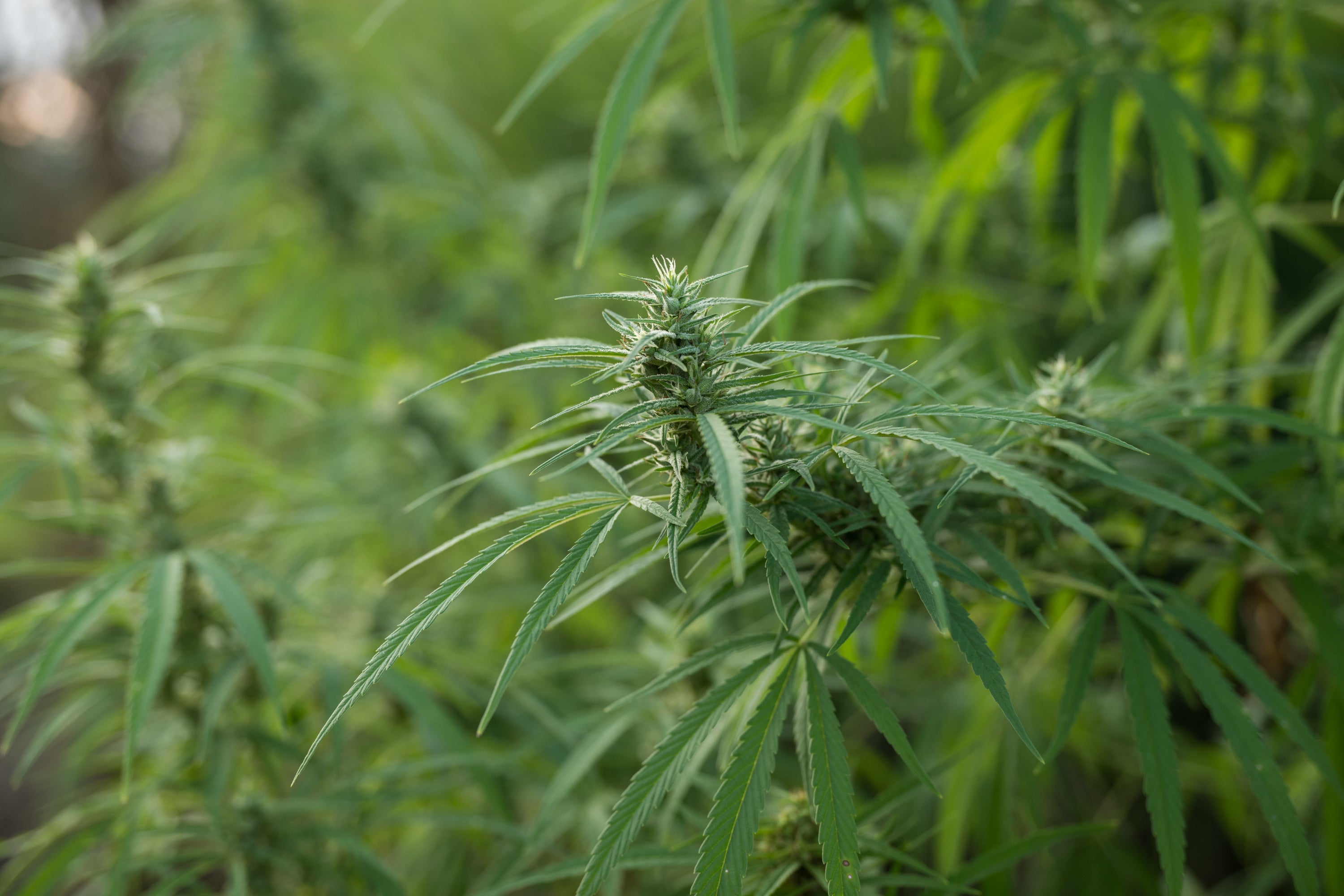 Hemp CBD – Honey's Harvest Farm
